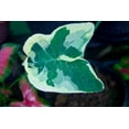 Frog in a Blender Caladium Bulbs for Planting - Perennial Hosta ...