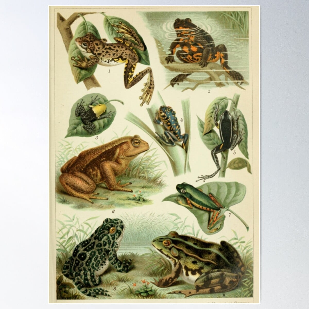 Frogs And Toads Poster Wall Art, Modern Wall Decor For Living Room ...