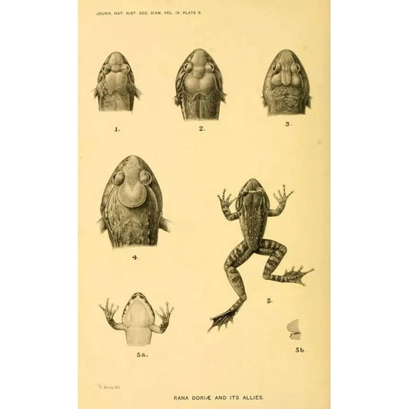 Frogs Decorative Poster. Fine Nature Graphic Art. Wall Interior Design ...