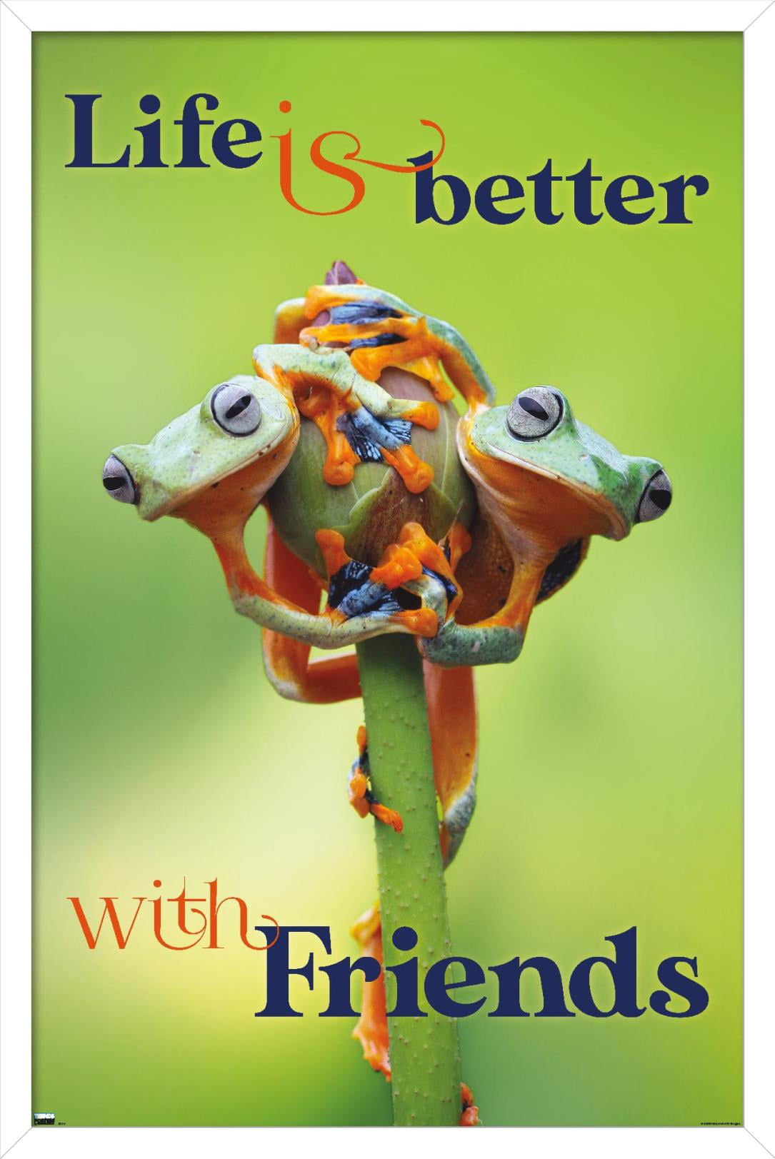 Frogs - Duo Wall Poster, 22.375" x 34", Framed - Walmart.com