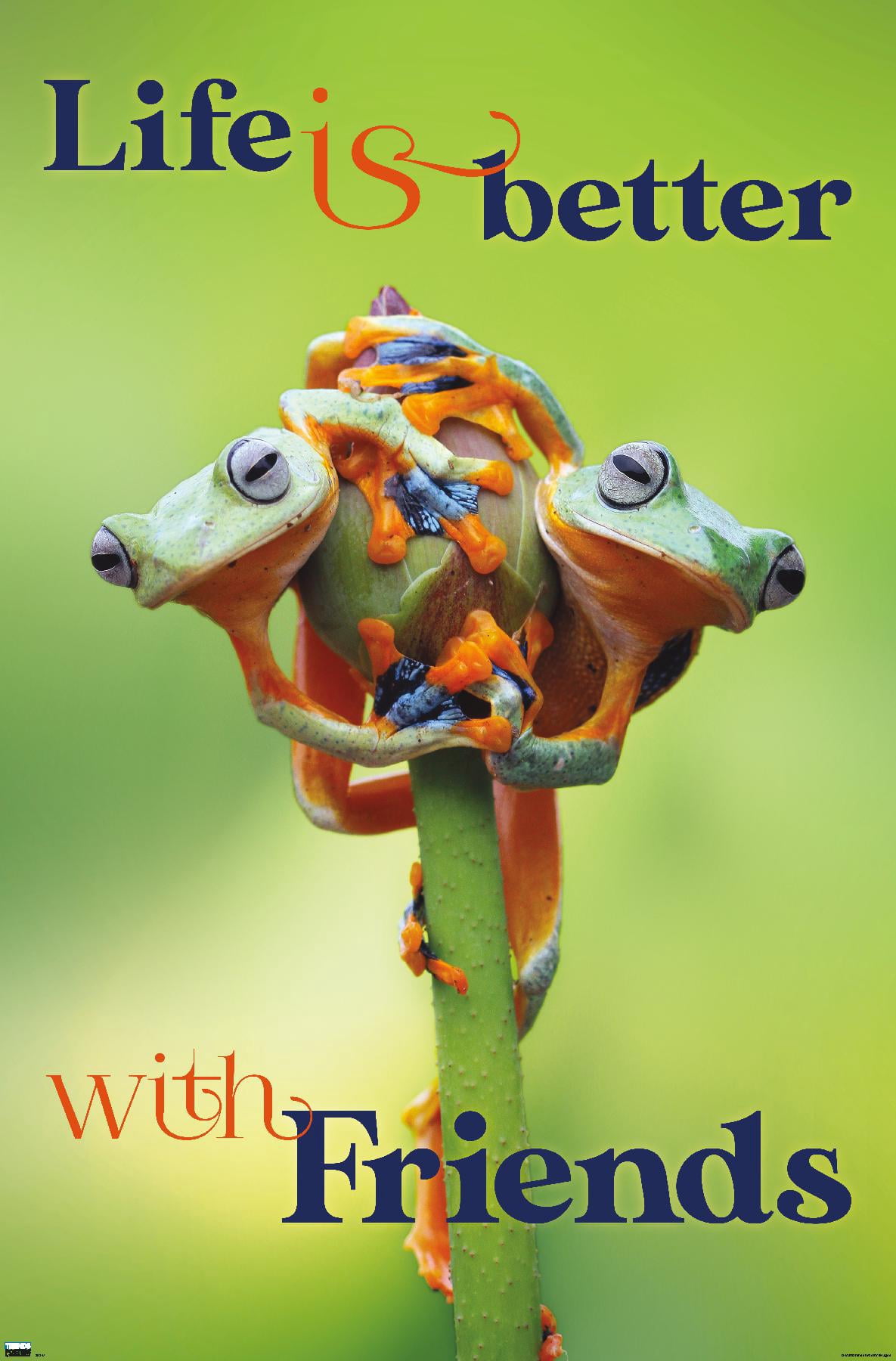 Frogs - Duo Wall Poster, 22.375" x 34" - Walmart.com