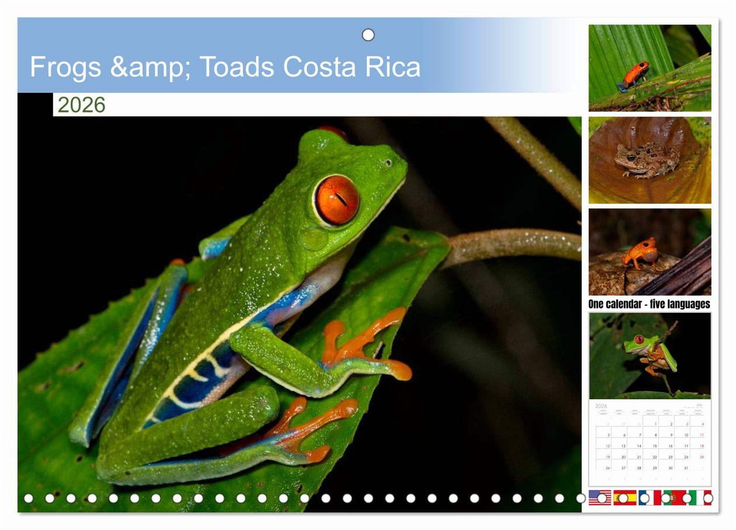 Frogs & Toads Costa Rica (Monthly Wall Calendar 2026 11.7 x 16.5 (open ...