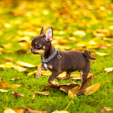 VANLOFE Pet Collars&Leashes Cute Mini Pet Dog Bling Rhinestone Chocker ...