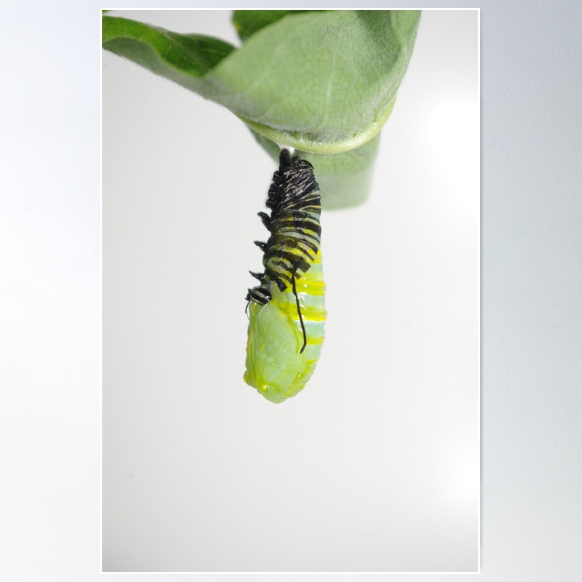 From Monarch Caterpiller To Pupa Stage Poster Wall Art, Modern Wall ...