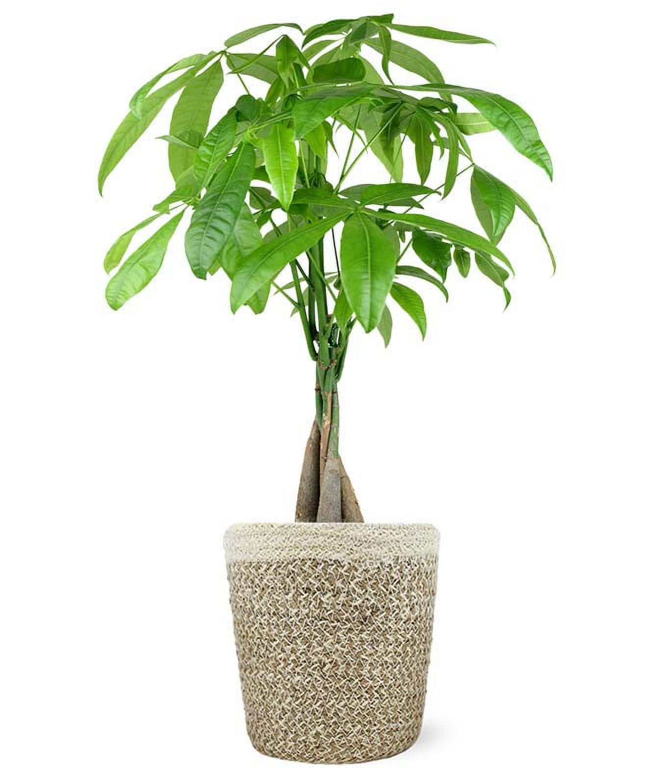 From You Flowers - Money Tree Plant, Gift for Birthday, Anniversary ...