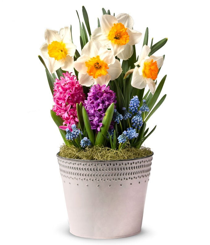 From You Flowers - Daffodil Sunshine Bulb Garden for Birthday ...