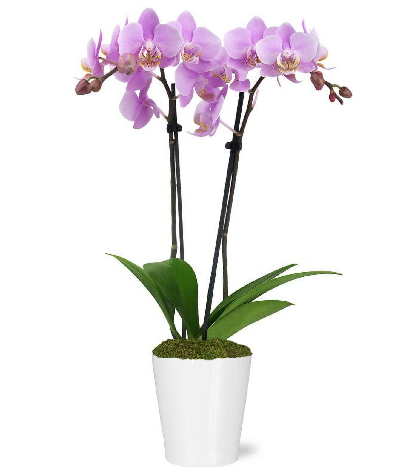 From You Flowers - Pink Epiphany Orchid Plant for Birthday, Anniversary ...