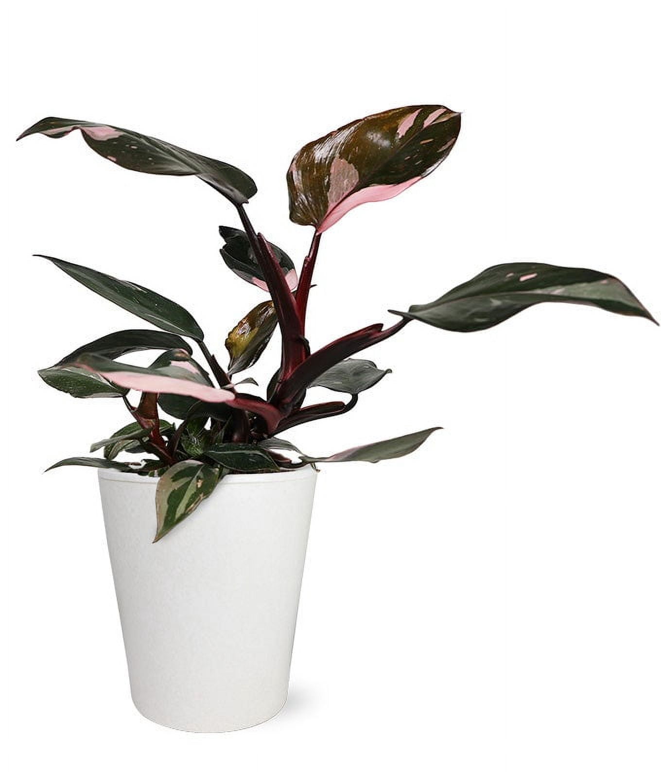 From You Flowers - Pink Princess Potted Philodendron Plant for Birthday ...