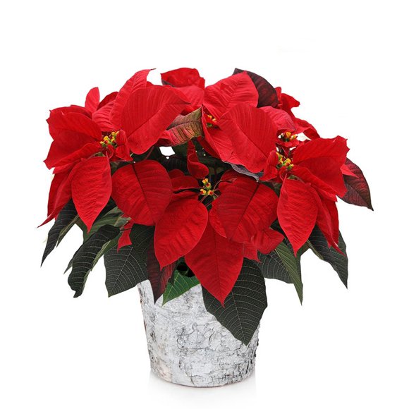 Poinsettia Live Plant