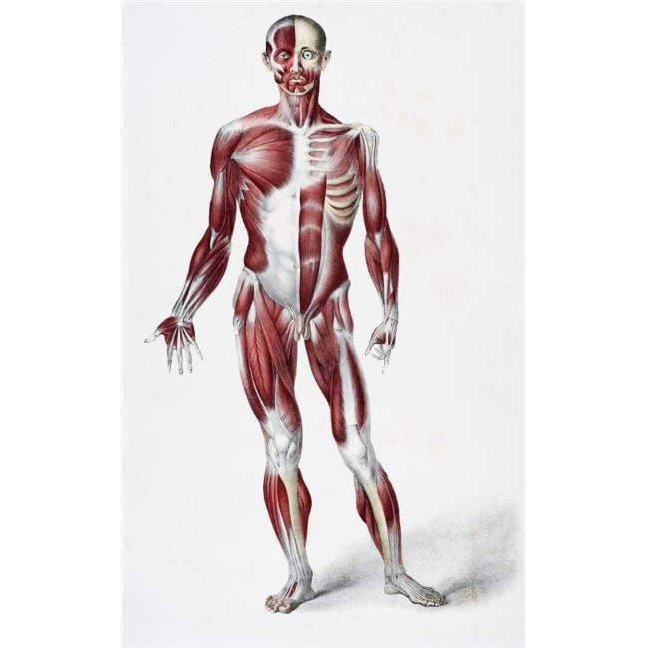 Front of the Male Human Body Showing Muscles Sinews & Bones From the ...
