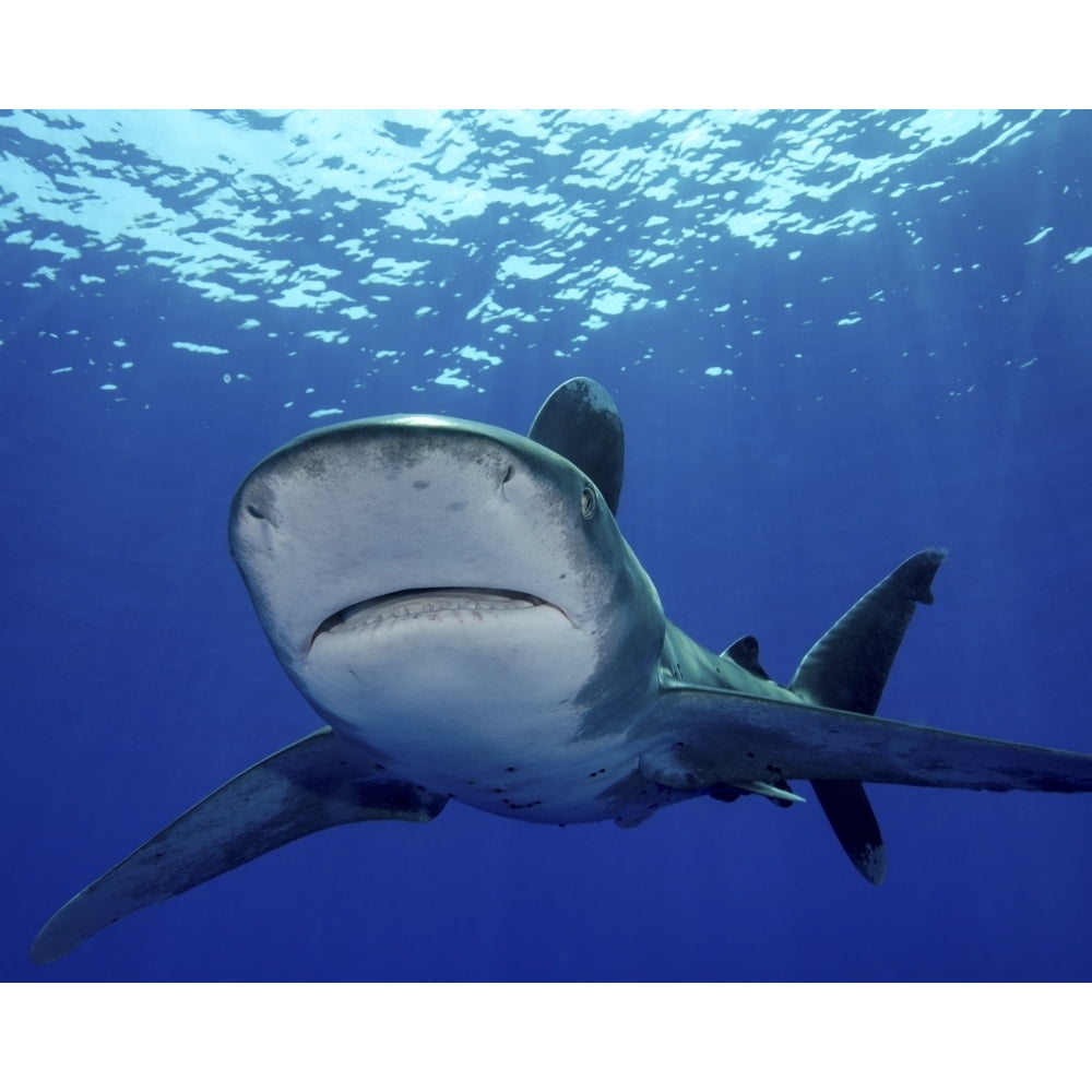 Front view of an oceanic whitetip shark Cat Island Bahamas Poster Print ...