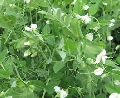Frost Master Winter Pea Seed - 10 Lbs. - Walmart.com