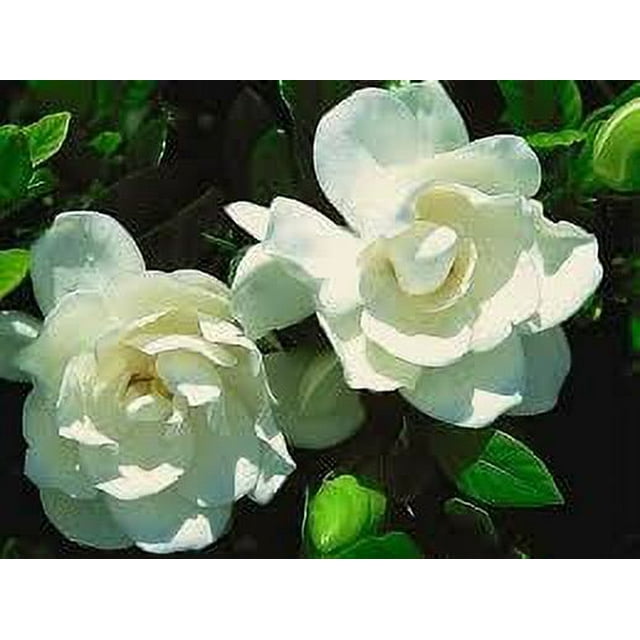 Frost Proof Gardenia 1 Gallon Potted Fragrant Evergreen Shrub with ...