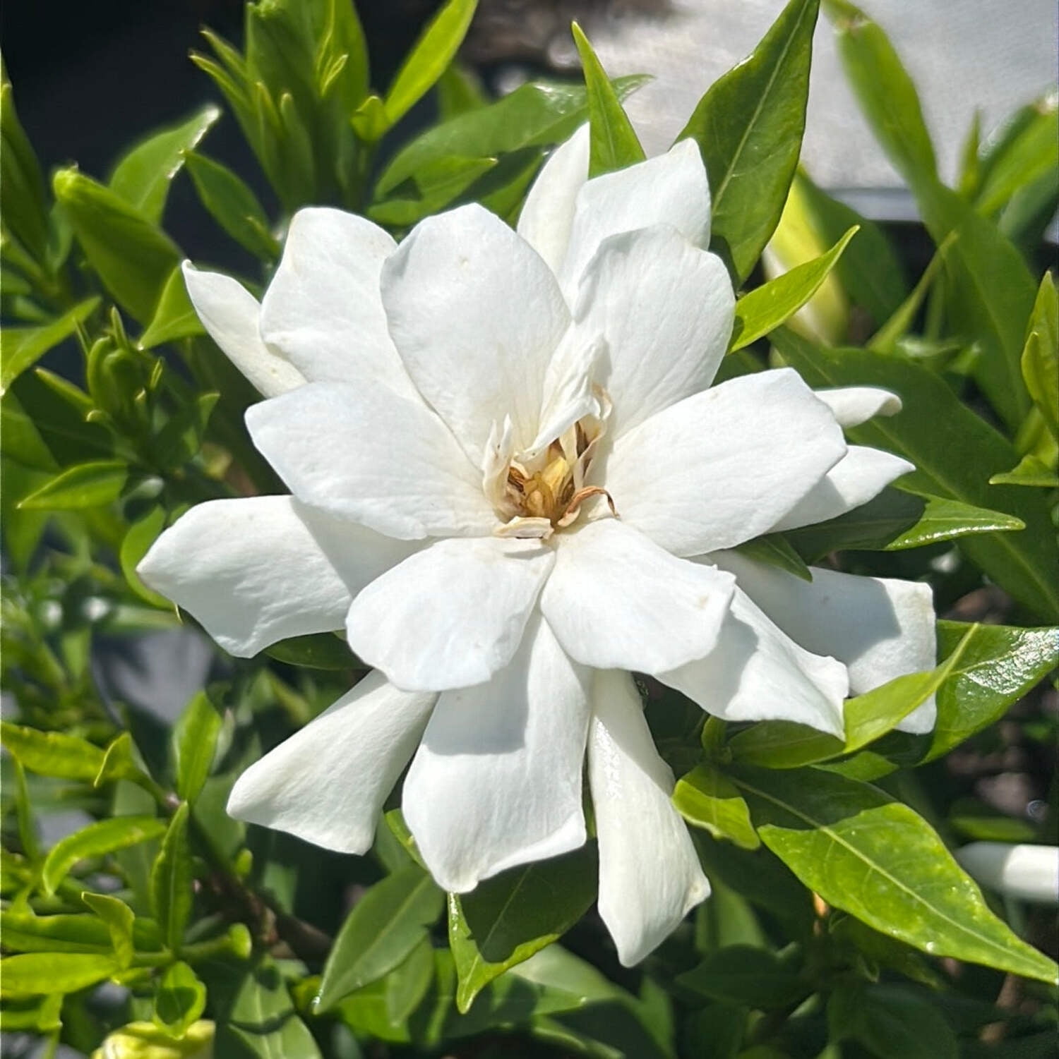 Frost Proof Gardenia - 3 Gallon Pot, Live Evergreen Shrub, Fragrant ...