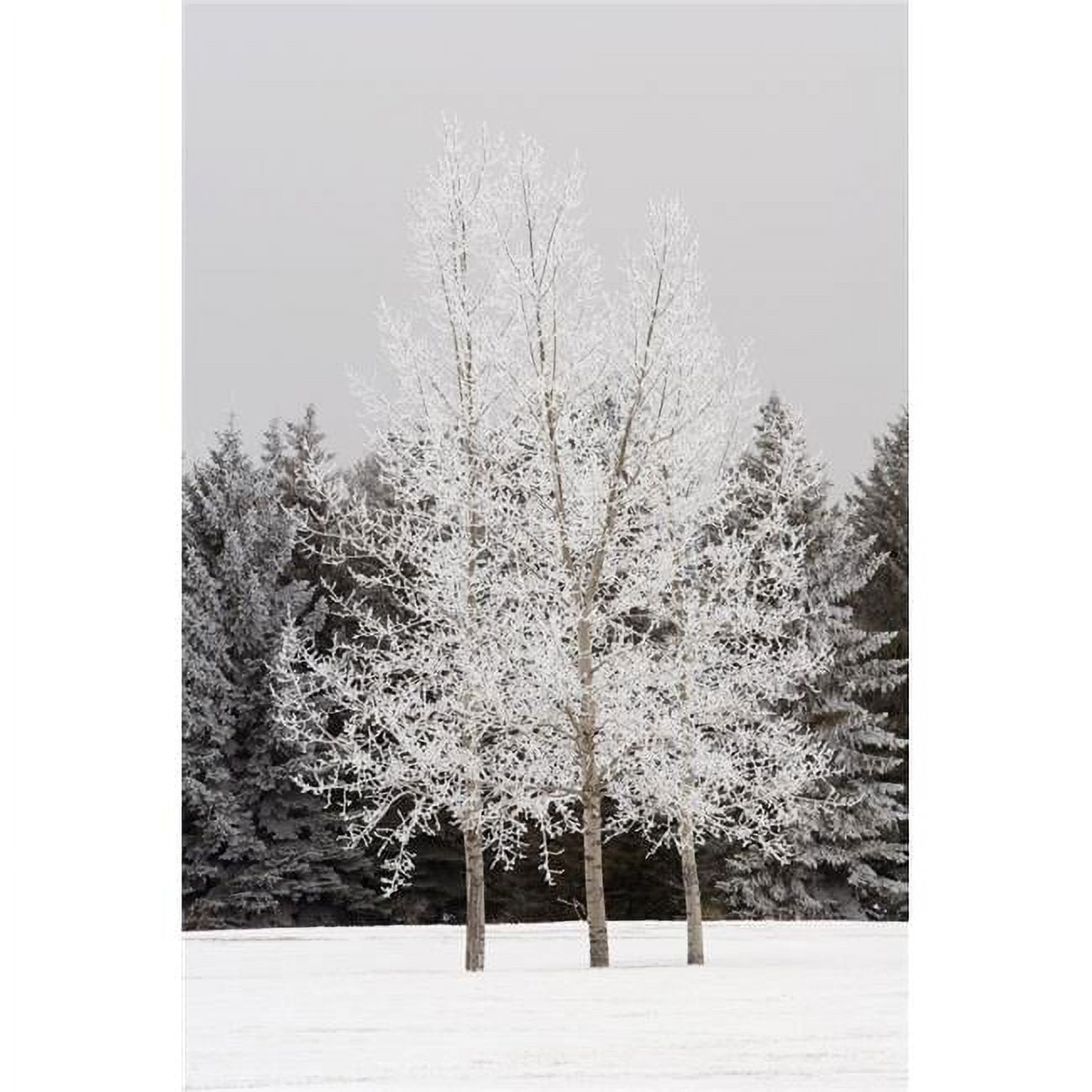 Frost on Trees Poster Print, 12 x 19 - Walmart.com