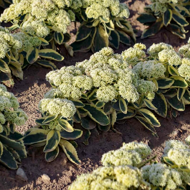 Frosted Fire Sedum Flower Root - Blooms All Summer - Ready to Plant ...