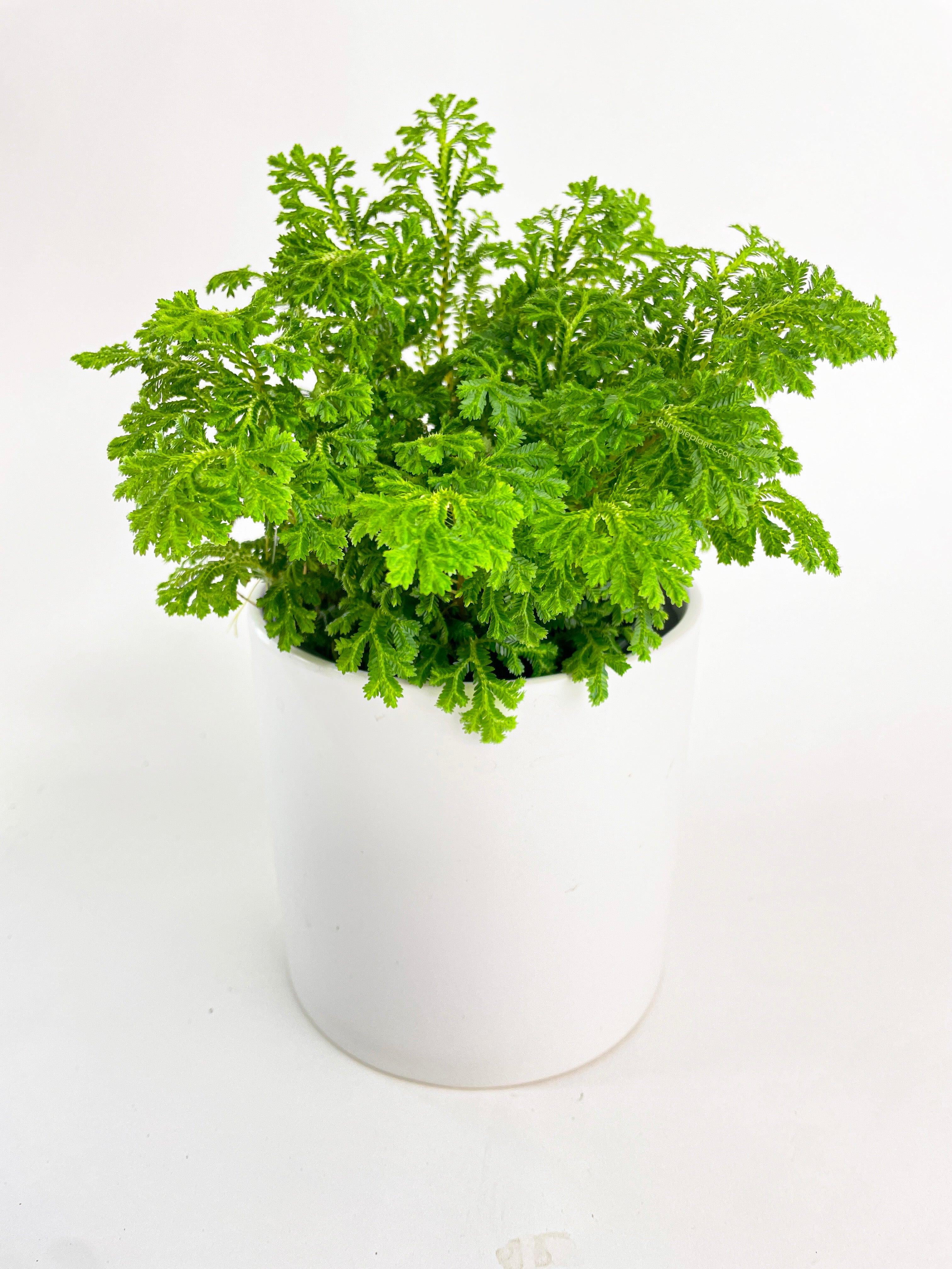 Bumble Plants Frosted Tip Fern Selaginella Kraussiana - Full Live ...