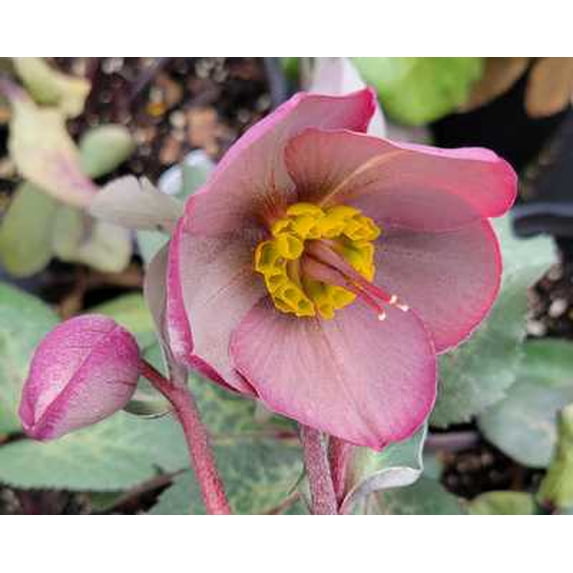 Frostkiss Dorothy's Dawn Lenten Rose 2.5QT - Perennial - Walmart.com