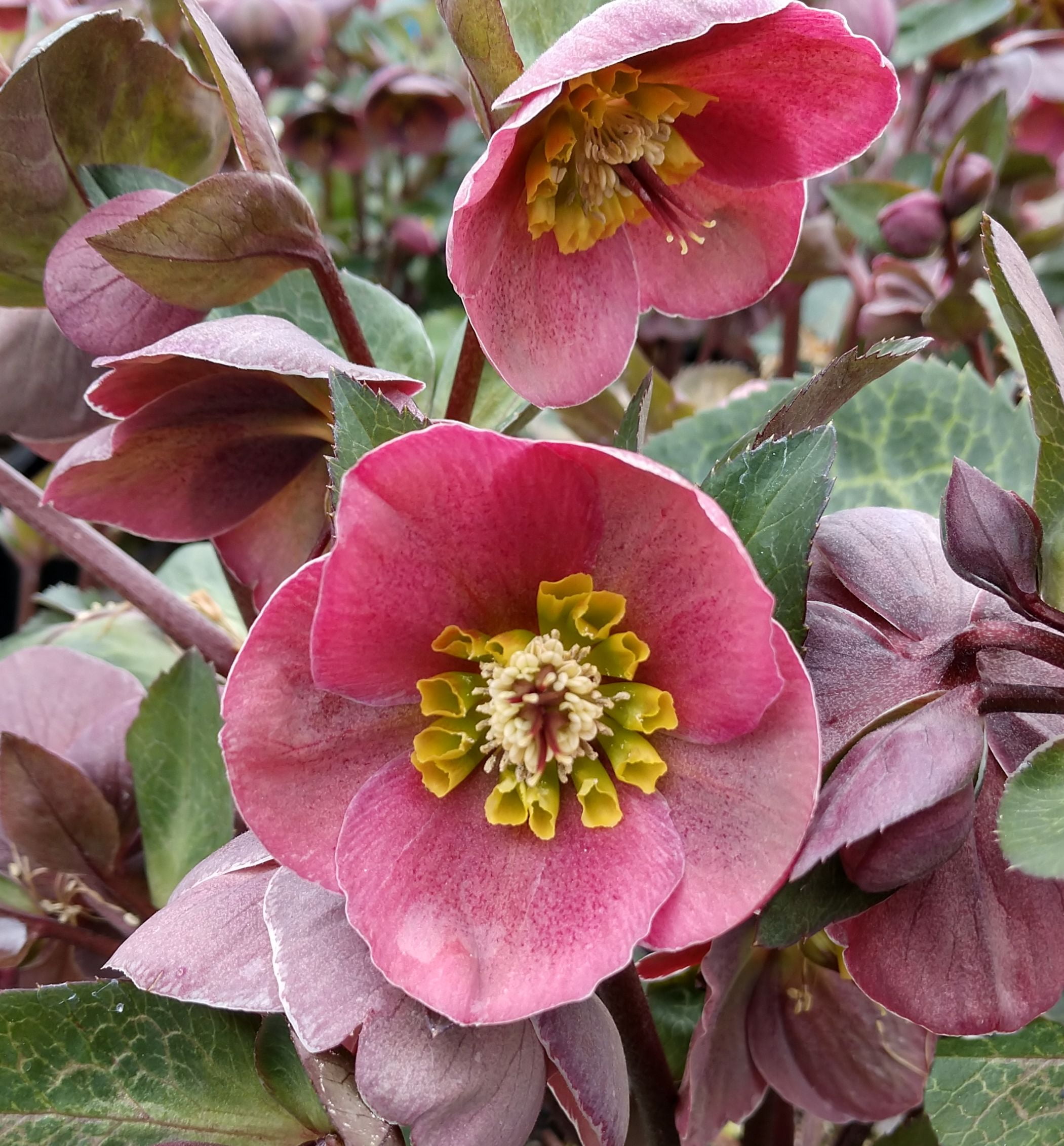 Frostkiss® Pippa's Purple Lenten Rose - 2.5 Quart Shade Perennial ...