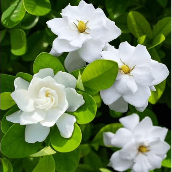 Indoor Jasmine Plants