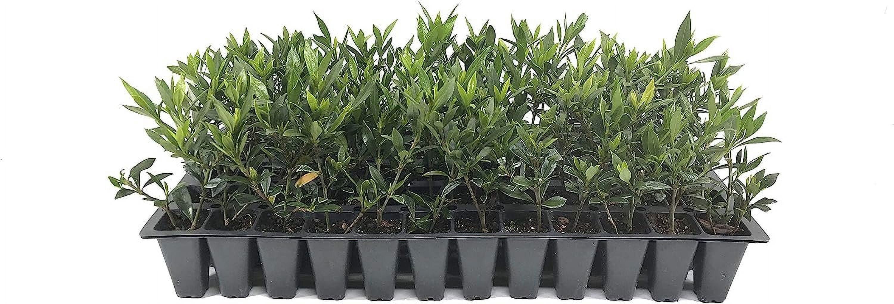 Frostproof Gardenia - 10 Live Plants - Fragrant Blooming Shrub ...