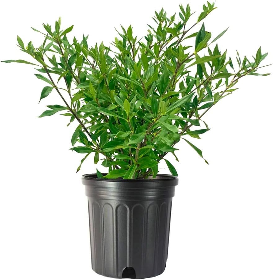Frostproof Gardenia 2 Large Gallon Size Plants Fragrant Blooming Shrub ...