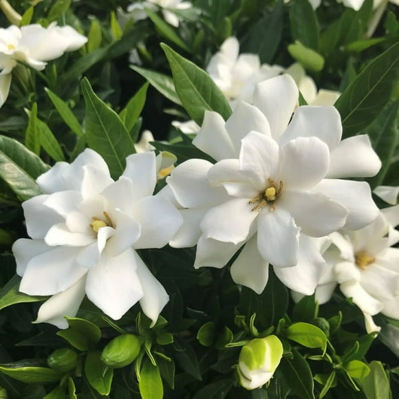 Live Jasmine