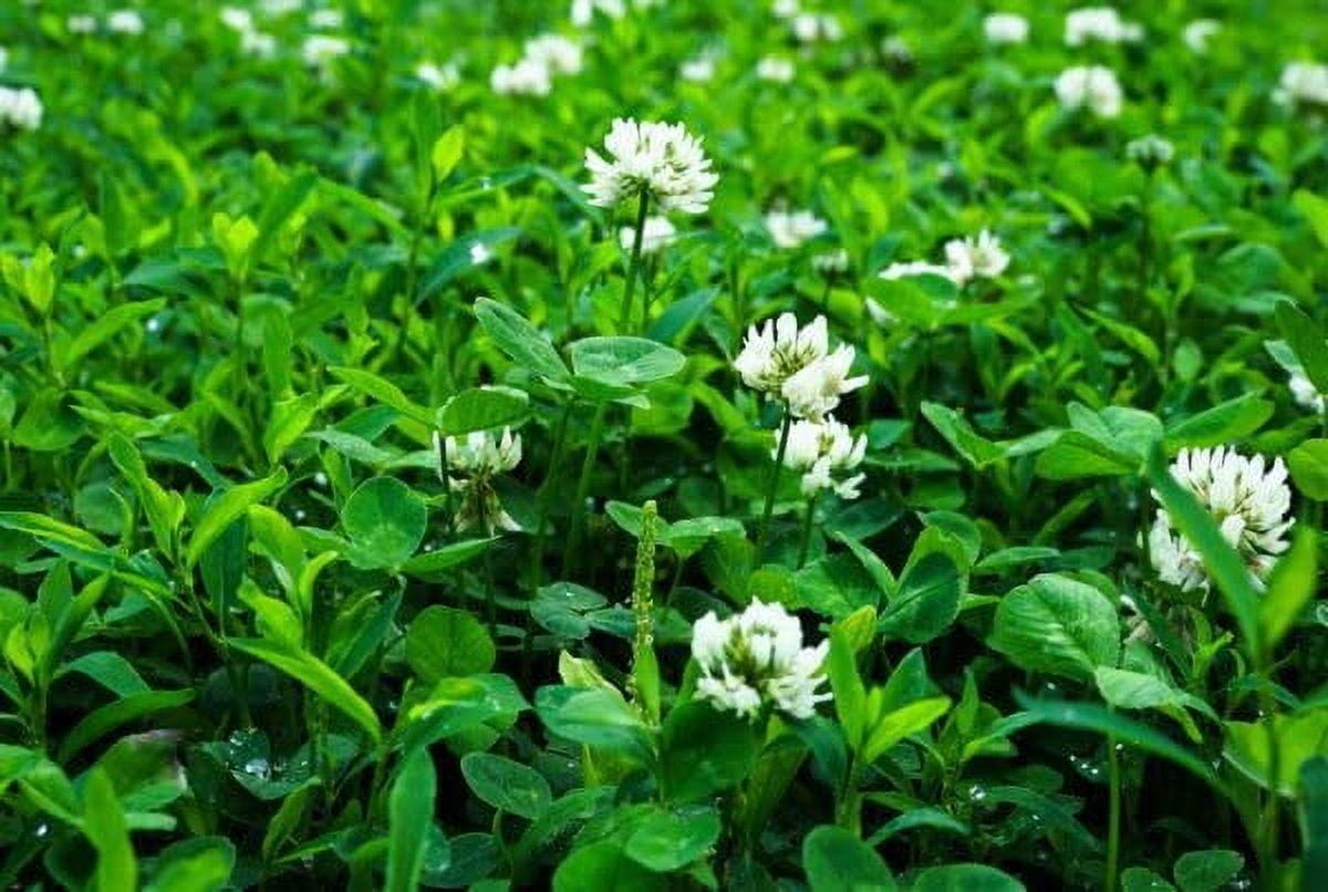 Frosty Berseem Clover, Cool-Season Cover Crop (10 lb) - Walmart.com