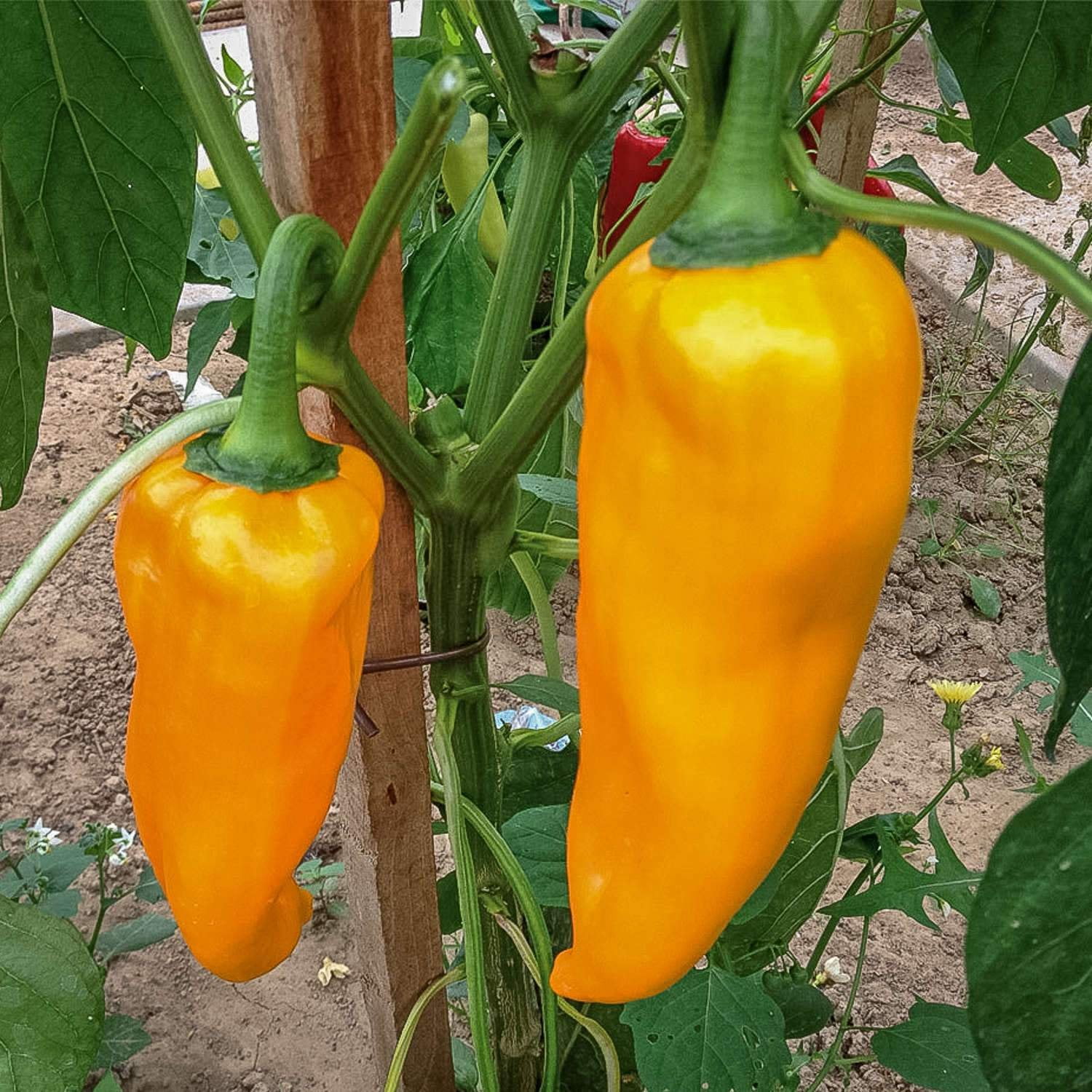 Frozen Seed Capsules AJH3 - Corno Di Toro Giallo Pepper - Grow Now or Store for Future Planting ...