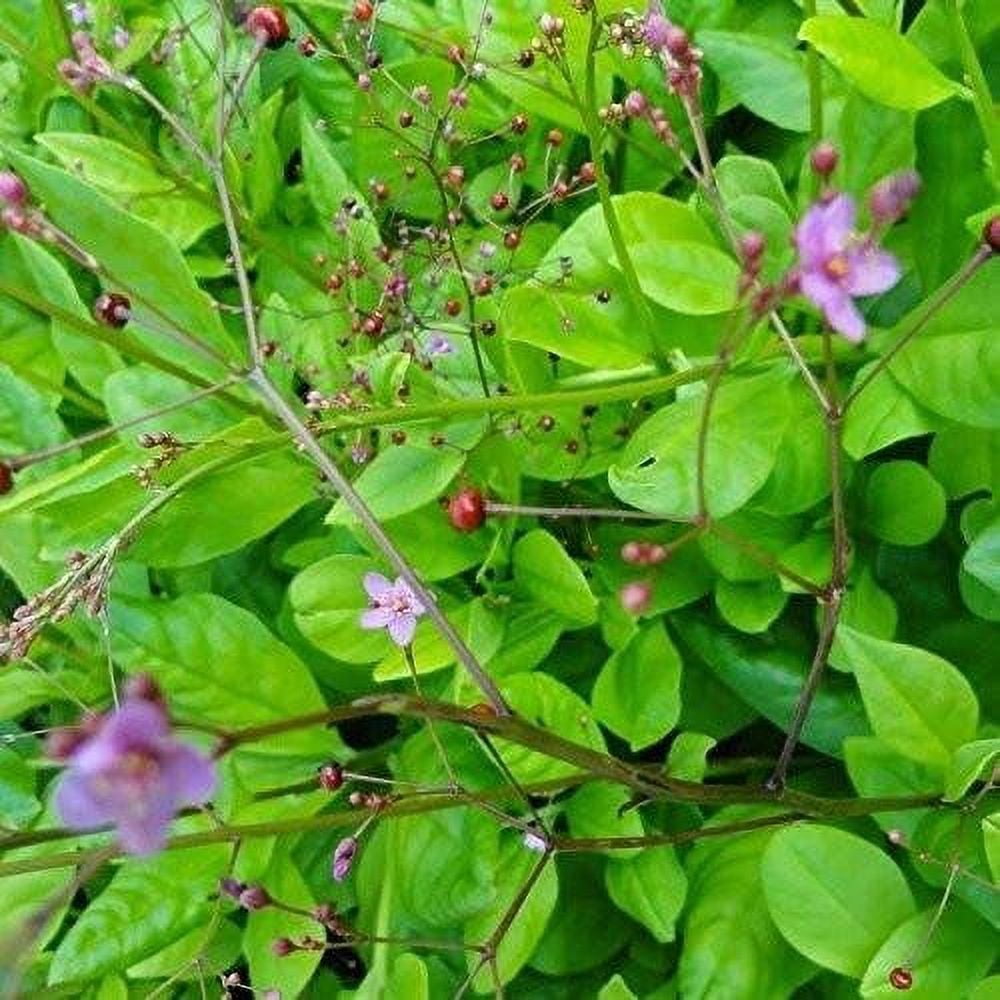 Frozen Seed Capsules AJH3 - Jewels of Opar (Talinum paniculatum) - Grow ...