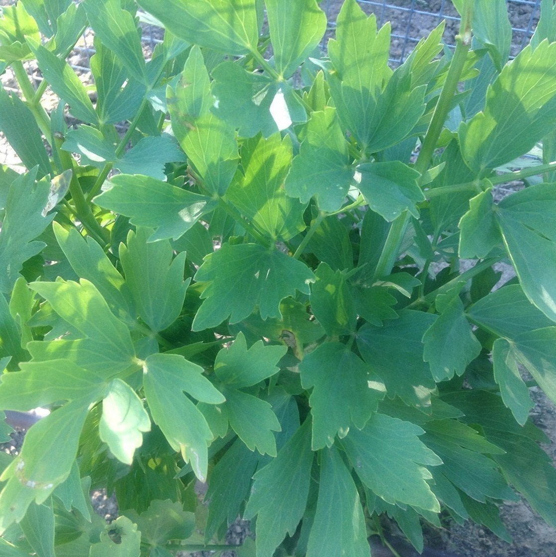 Frozen Seed Capsules AJH3 - Lovage (Levisticum officinale) - Grow Now ...