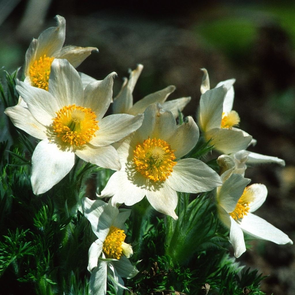 Frozen Seed Capsules AJH3 - Pasque Flower (Anemone Pulsatilla) - Grow Now or Store for Future ...