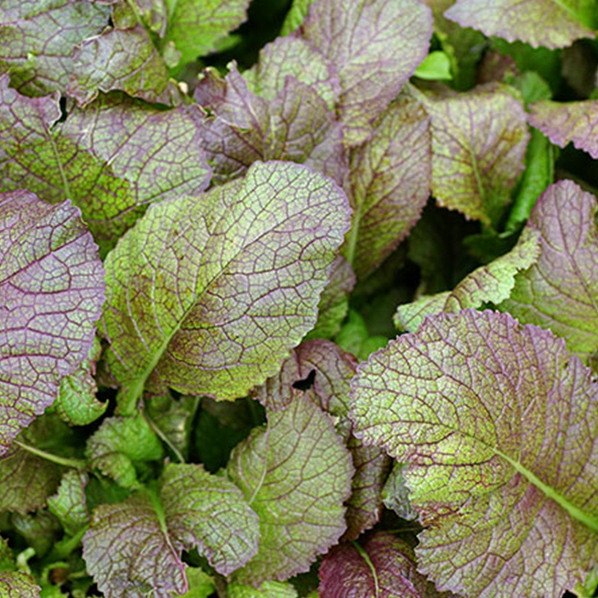 Frozen Seed Capsules - Japanese Giant MVR1 Red Mustard Greens - Grow ...