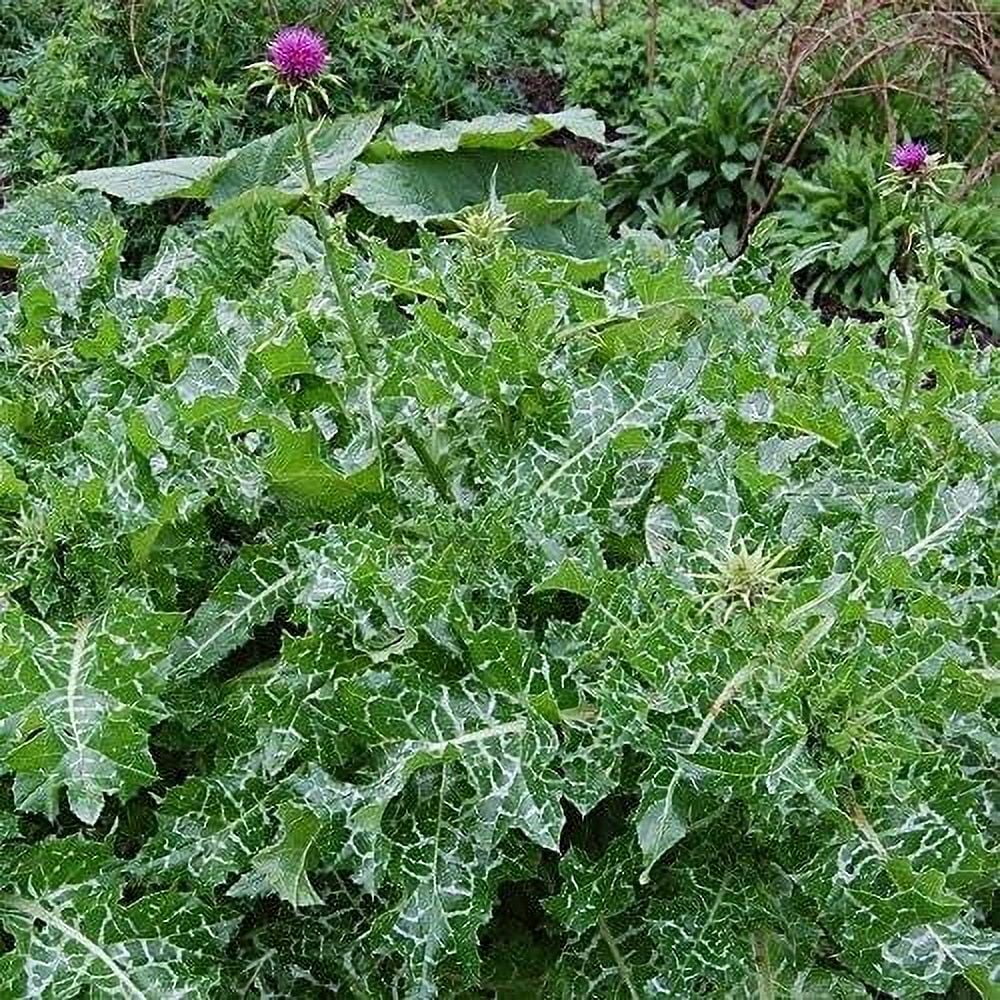 Frozen Seed Capsules - Milk Thistle MVR1 (Silybum marianum) - Grow Now ...