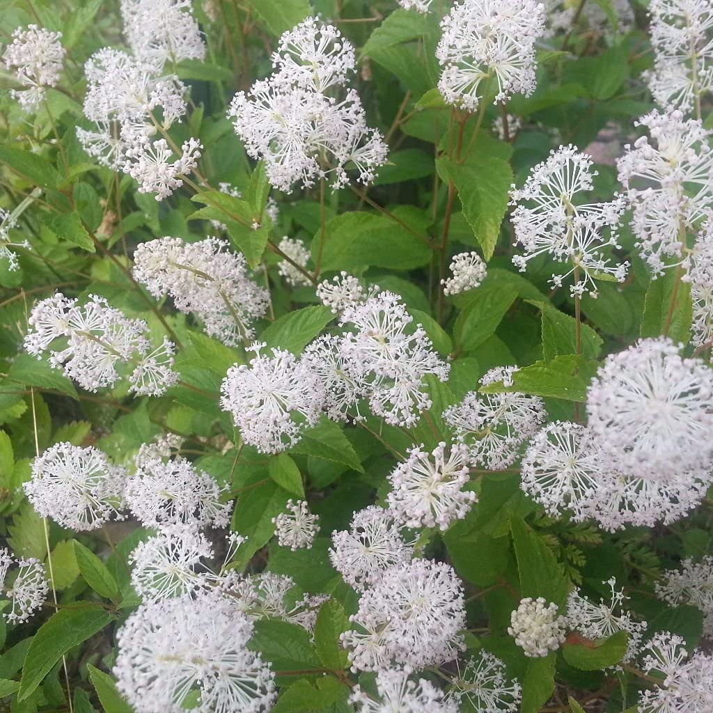 Frozen Seed Capsules - New Jersey MVR1 Tea (Ceanothus americanus ...