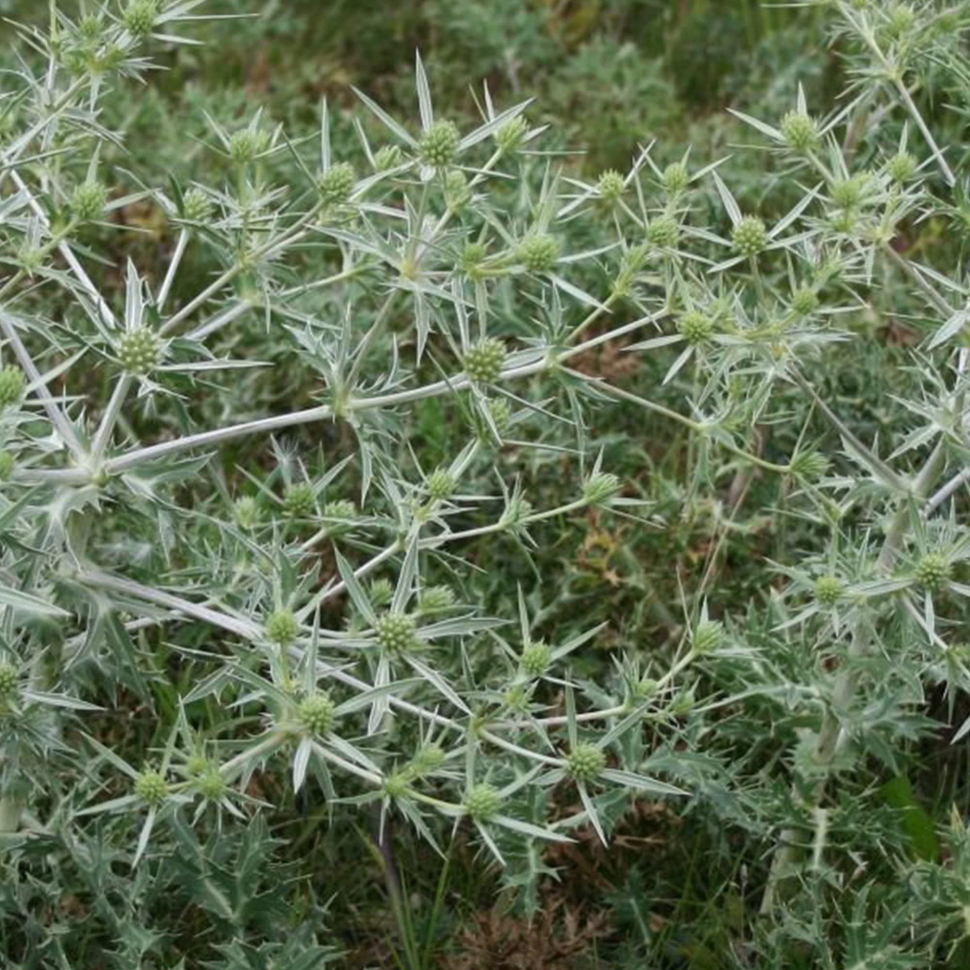 Frozen Seed Capsules - Seaholly Eryngo NSD3 (Eryngium campestre) - Grow ...