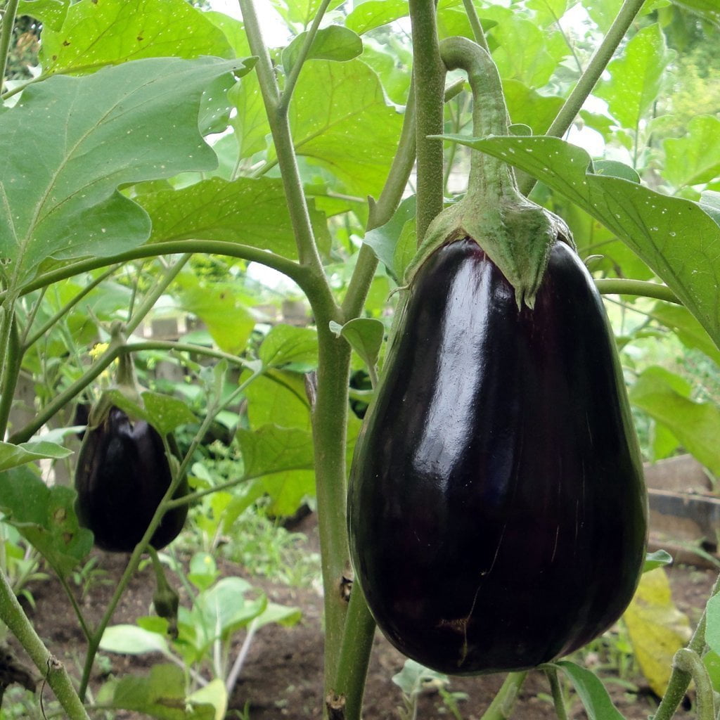 Frozen Seed Capsules TWE5 - Black Beauty Eggplant - Grow Now or Store ...