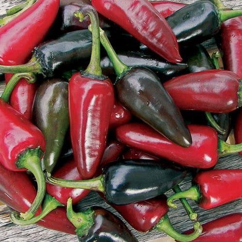 Frozen Seed Capsules TWE5 - Black Hungarian Pepper - Grow Now or Store ...