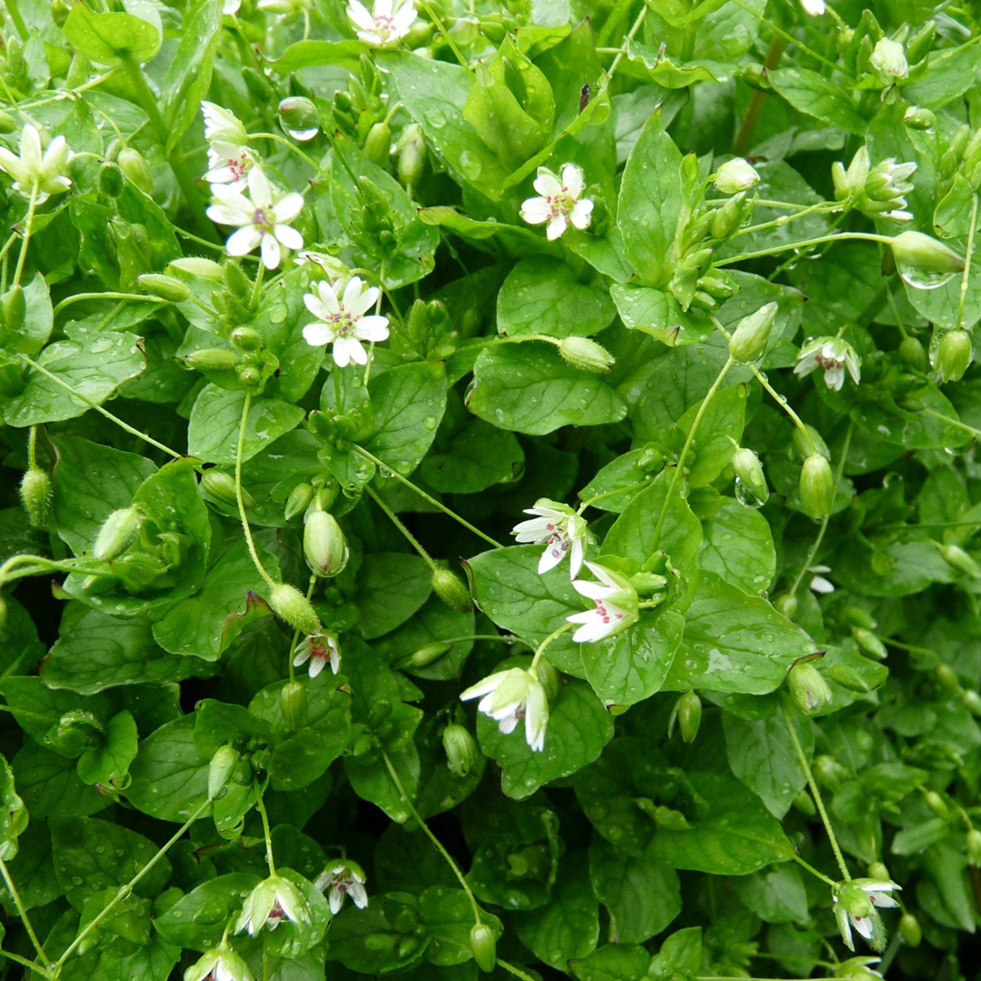 Frozen Seed Capsules TWE5 - Chickweed (Stellaria Media) - Grow Now or ...
