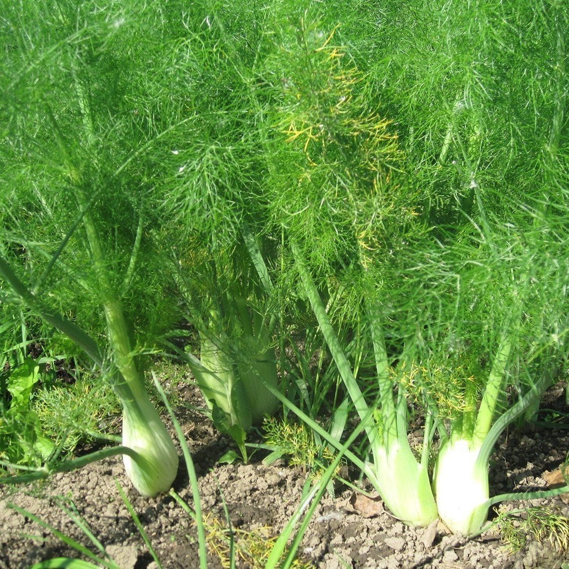 Frozen Seed Capsules TWE5 - Florence Fennel - Grow Now or Store for Future Planting - Capsule of ...
