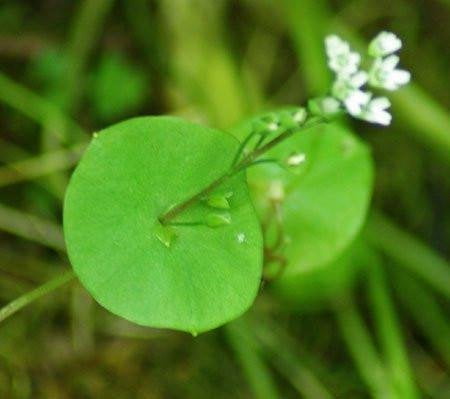 Frozen Seed Capsules TWE5 - Miner's Lettuce (Claytonia perfoliata ...