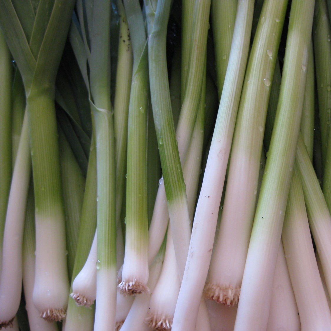 Frozen Seed Capsules TWE5 - Tokyo Long White Bunching Onion - Grow Now ...