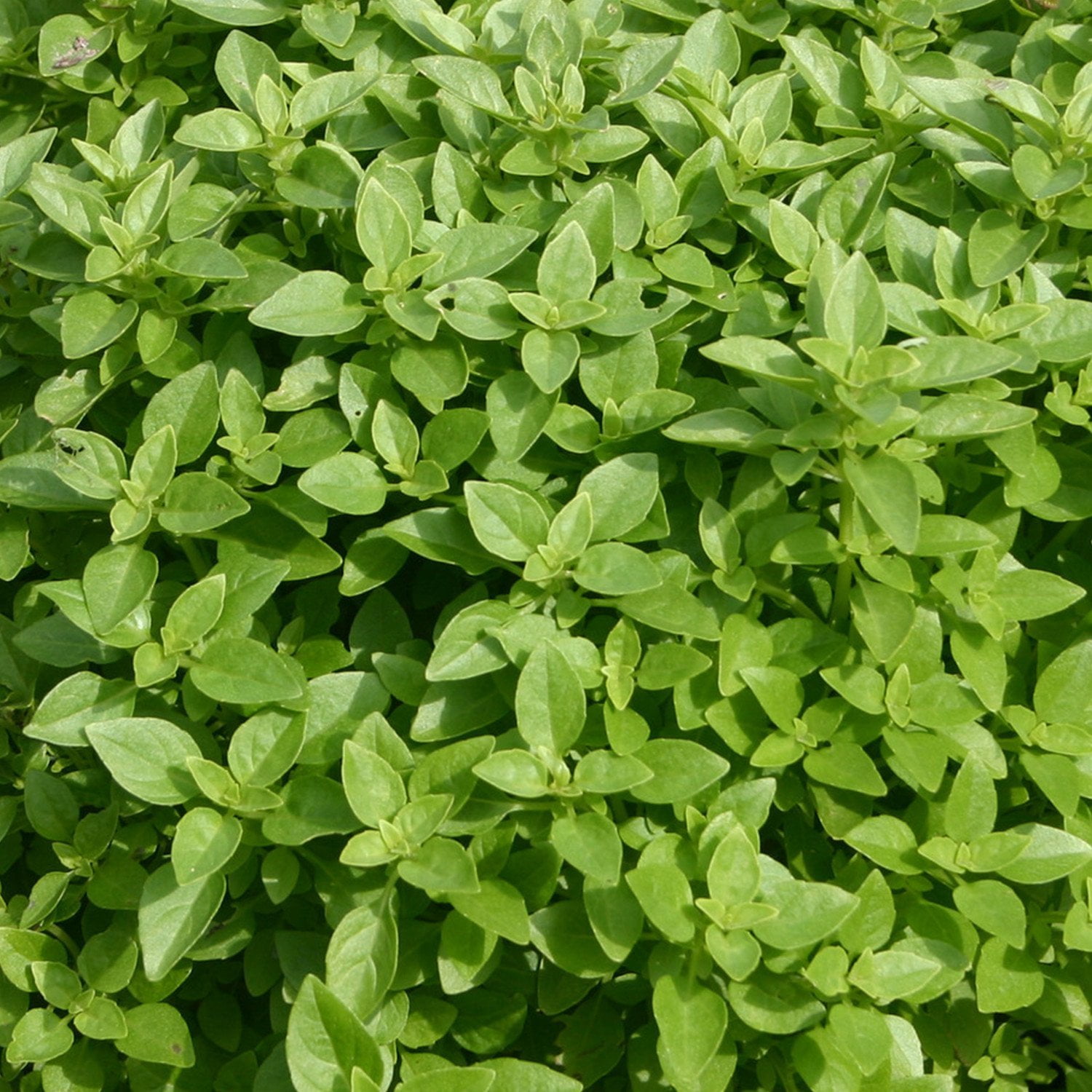 Frozen Seed CapsulesEGSC - Fine Verde Basil (Ocimum basilicum) - Grow ...