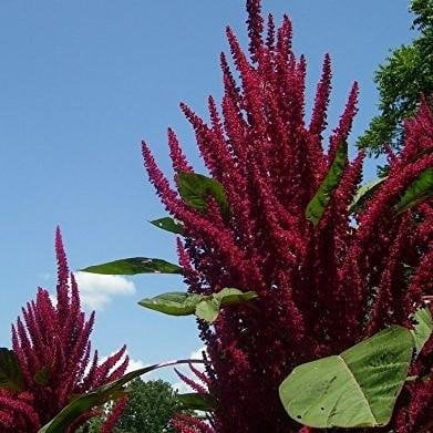 Frozen Seed Capsules CORNET - Opopeo Amaranth - Grow Now or Store for ...