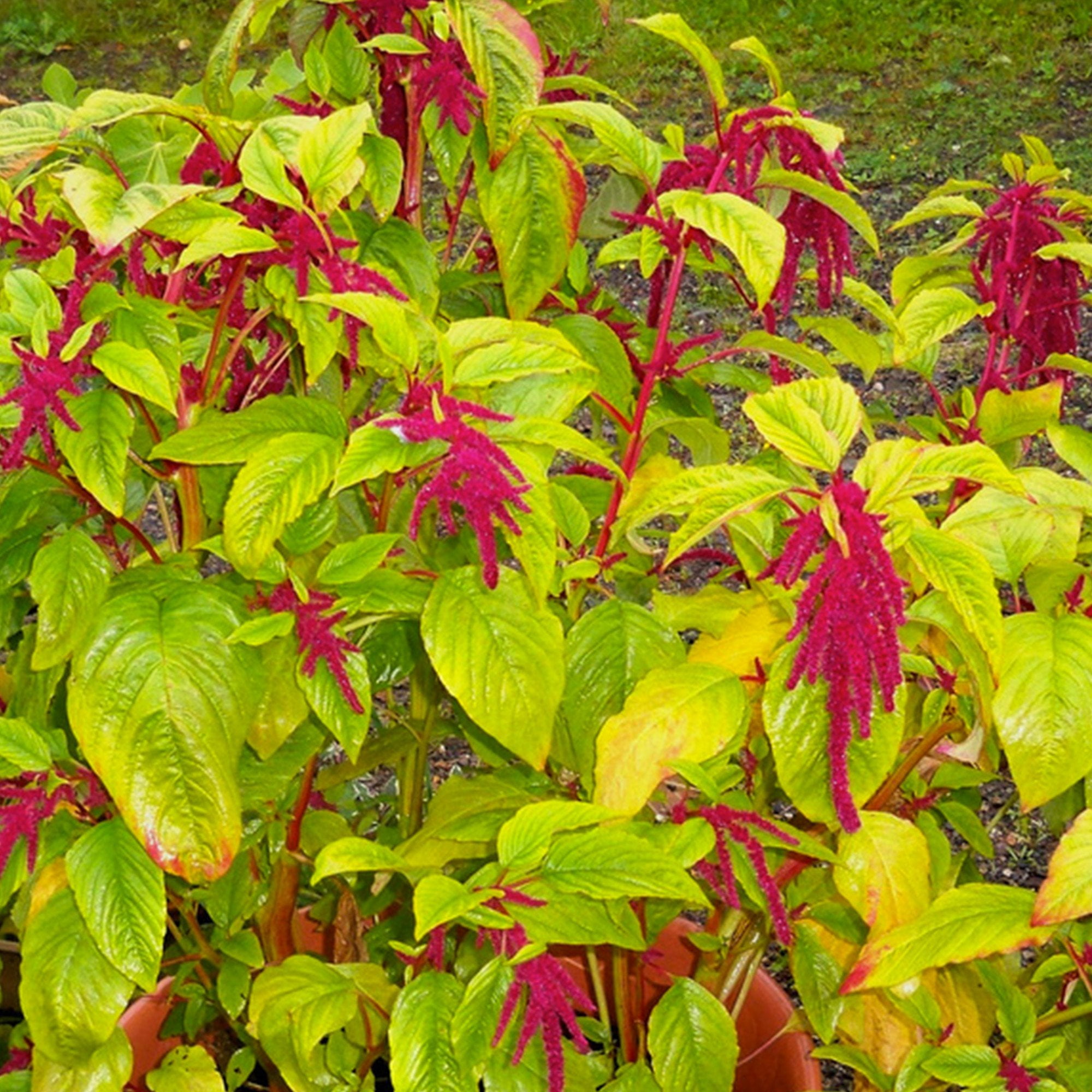 Frozen Seed CapsulesITSC - Love Lies Bleeding Red Amaranth (Amaranthus ...