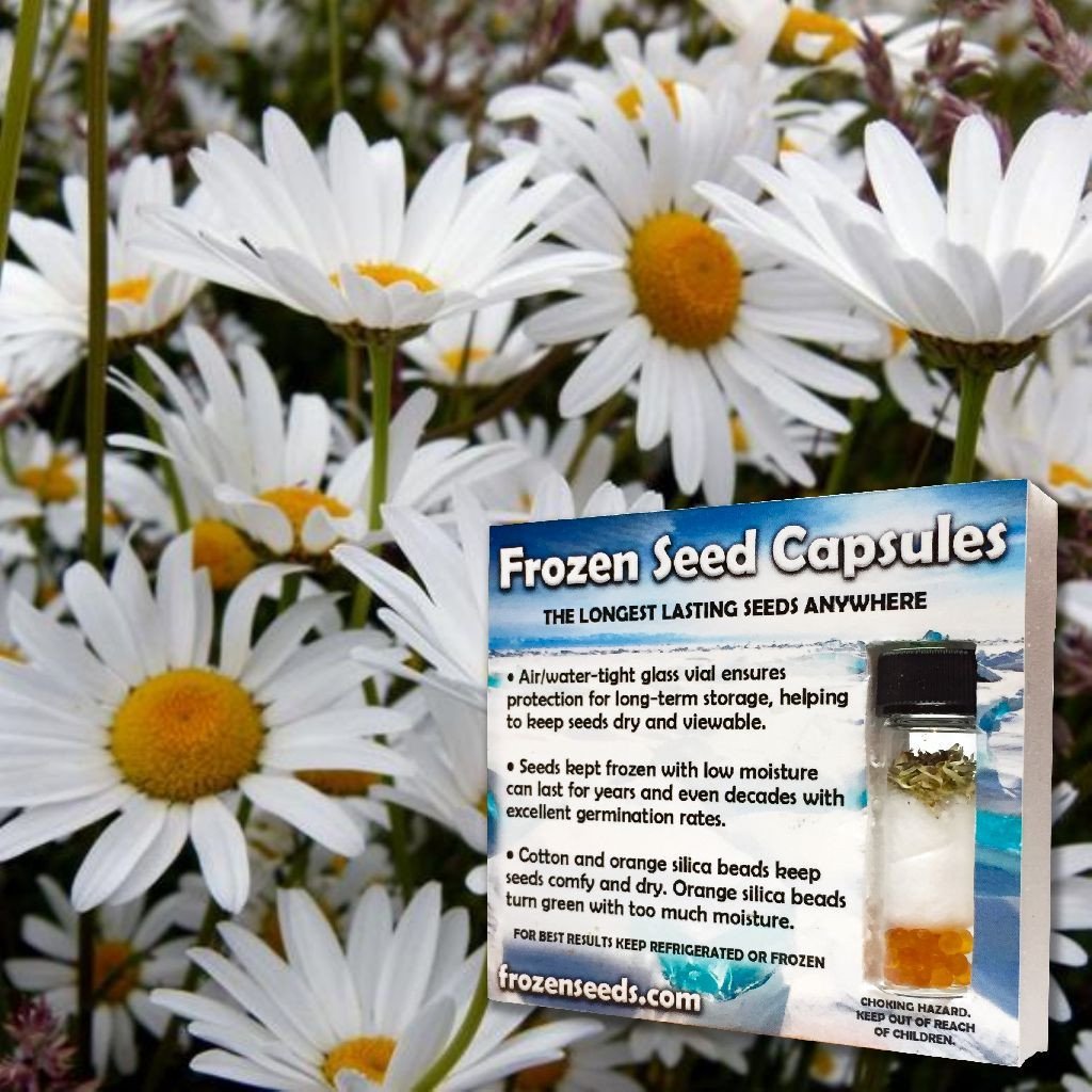 Frozen Seed CapsulesITSC - Ox-Eye Daisy (Chrysanthemum leucanthemum ...