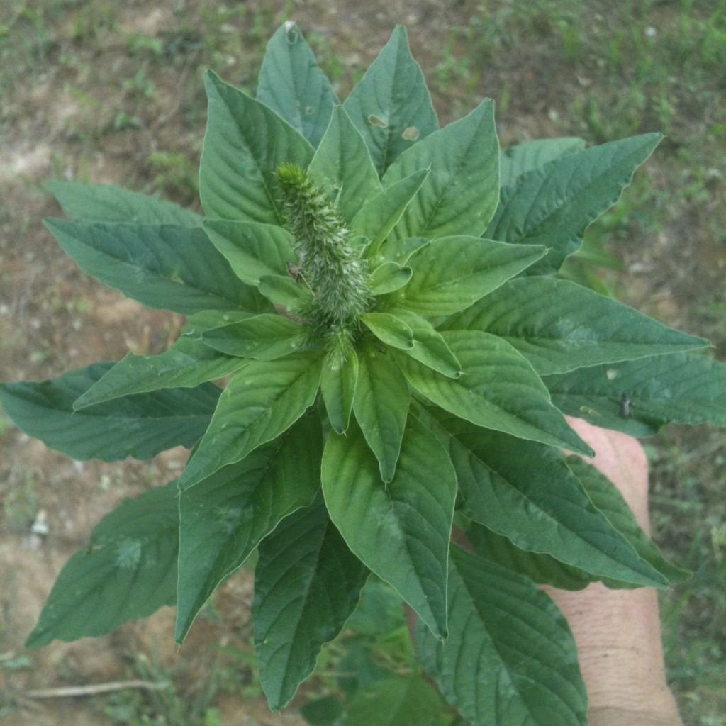 Frozen Seed CapsulesITSC - Pigweed (Amaranthus retroflexus) - Grow Now ...