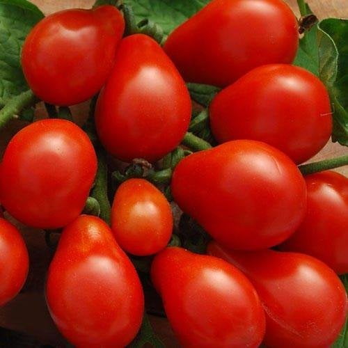 Frozen Seed CapsulesITSC - Red Fig Tomato - Grow Now or Store for ...