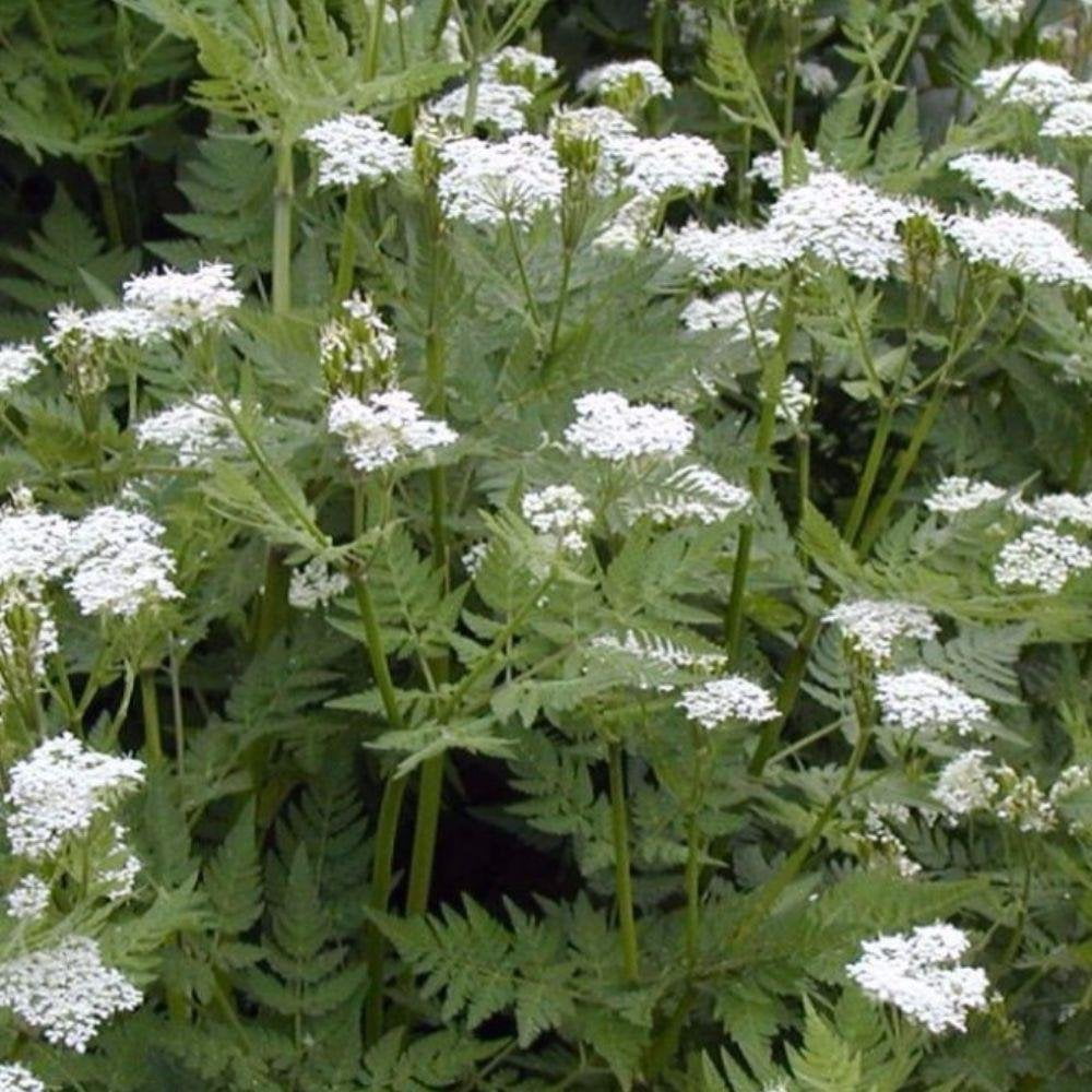 Frozen Seed CapsulesITSC - Sweet Cicely (Myrrhis odorata) - Grow Now or ...