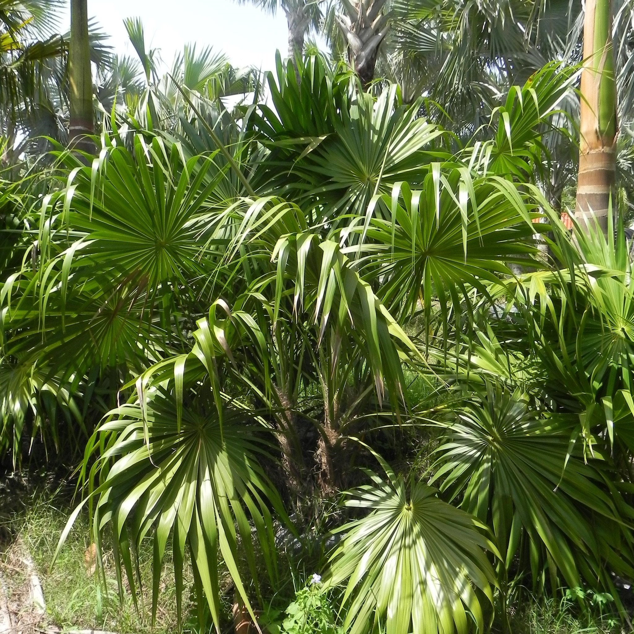 Frozen Seed CapsulesTRDN - Thatch Palm (Thrinax Radata) - Grow Now or ...